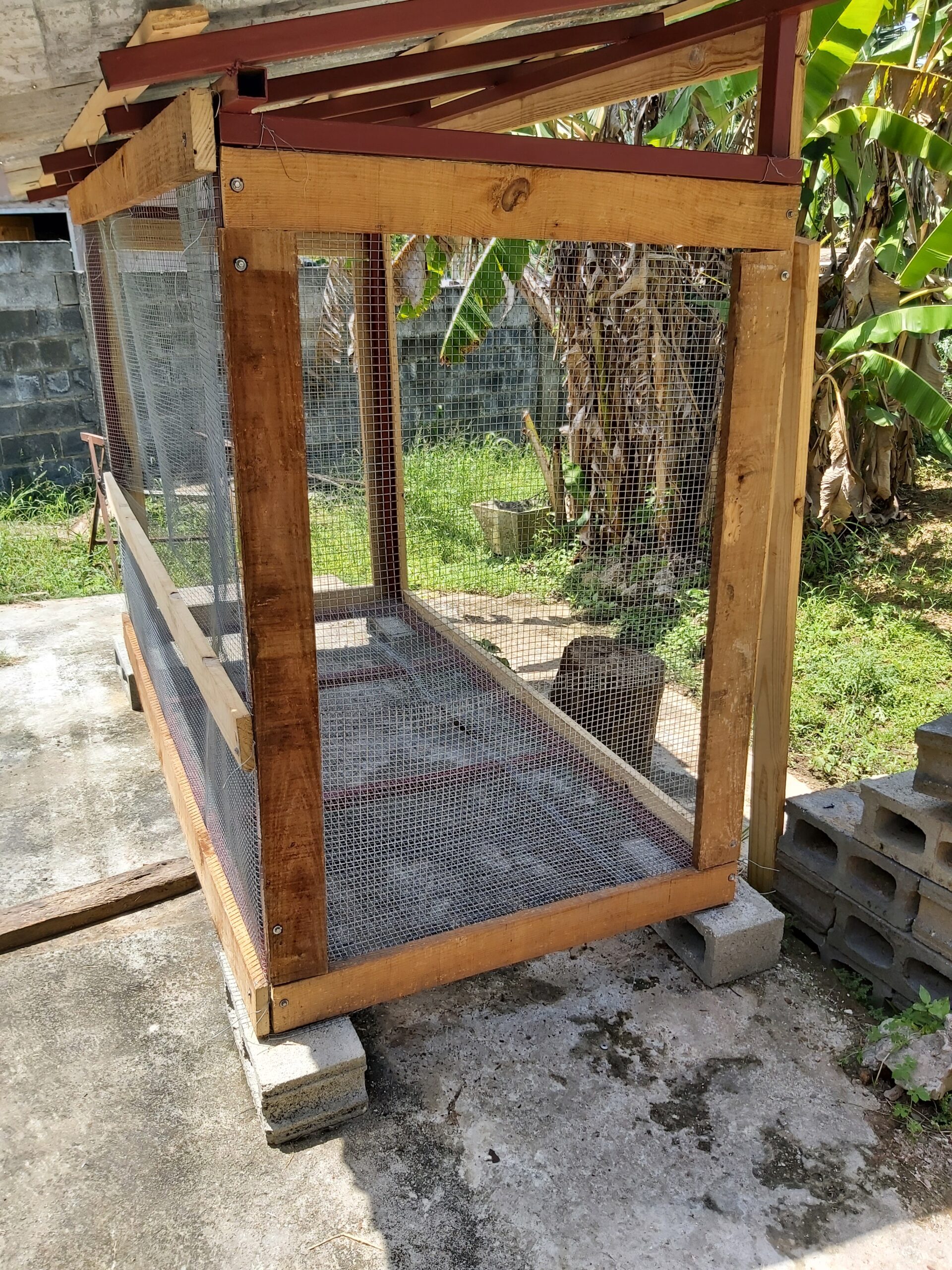 How to Rear Chickens for Eggs - Ricklee